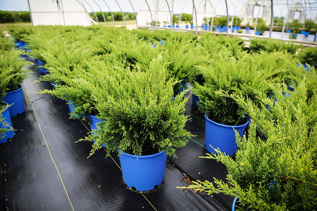 Sea Green Juniper For Sale | The Tree Center