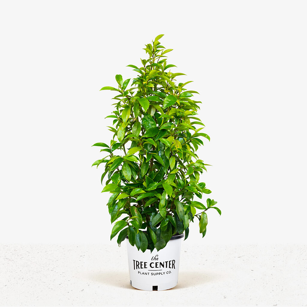 Stellar Ruby Magnolia For Sale Online | The Tree Center