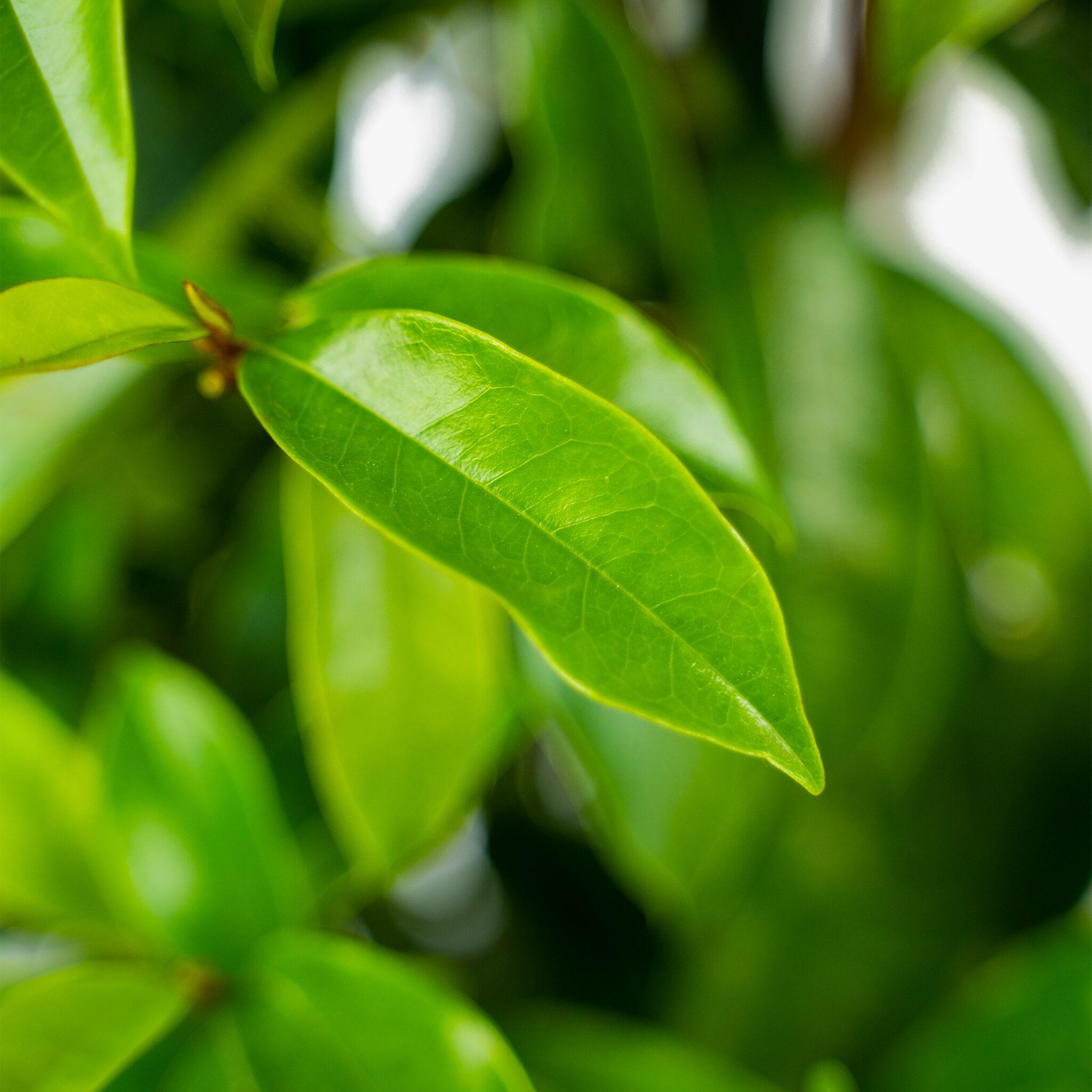 Stellar Ruby Magnolia For Sale Online | The Tree Center
