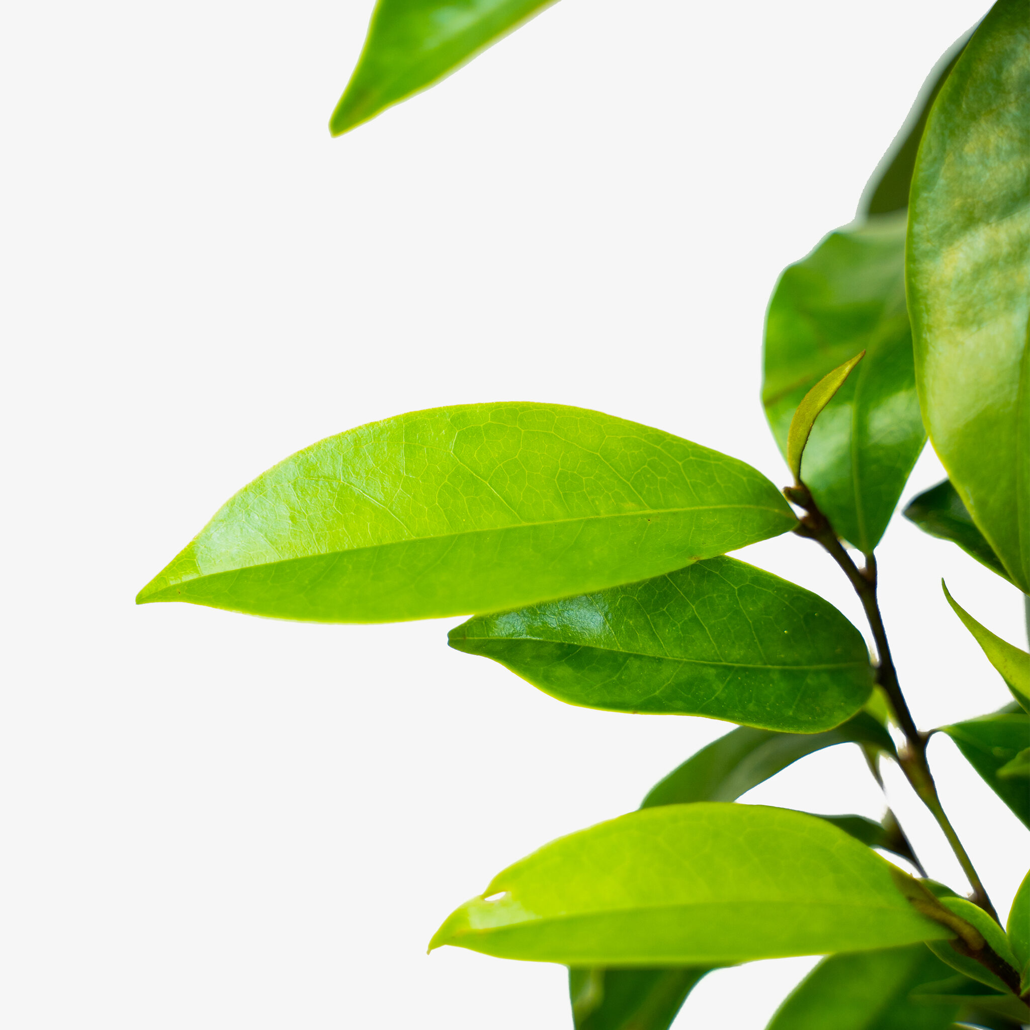 Stellar Ruby Magnolia For Sale Online | The Tree Center