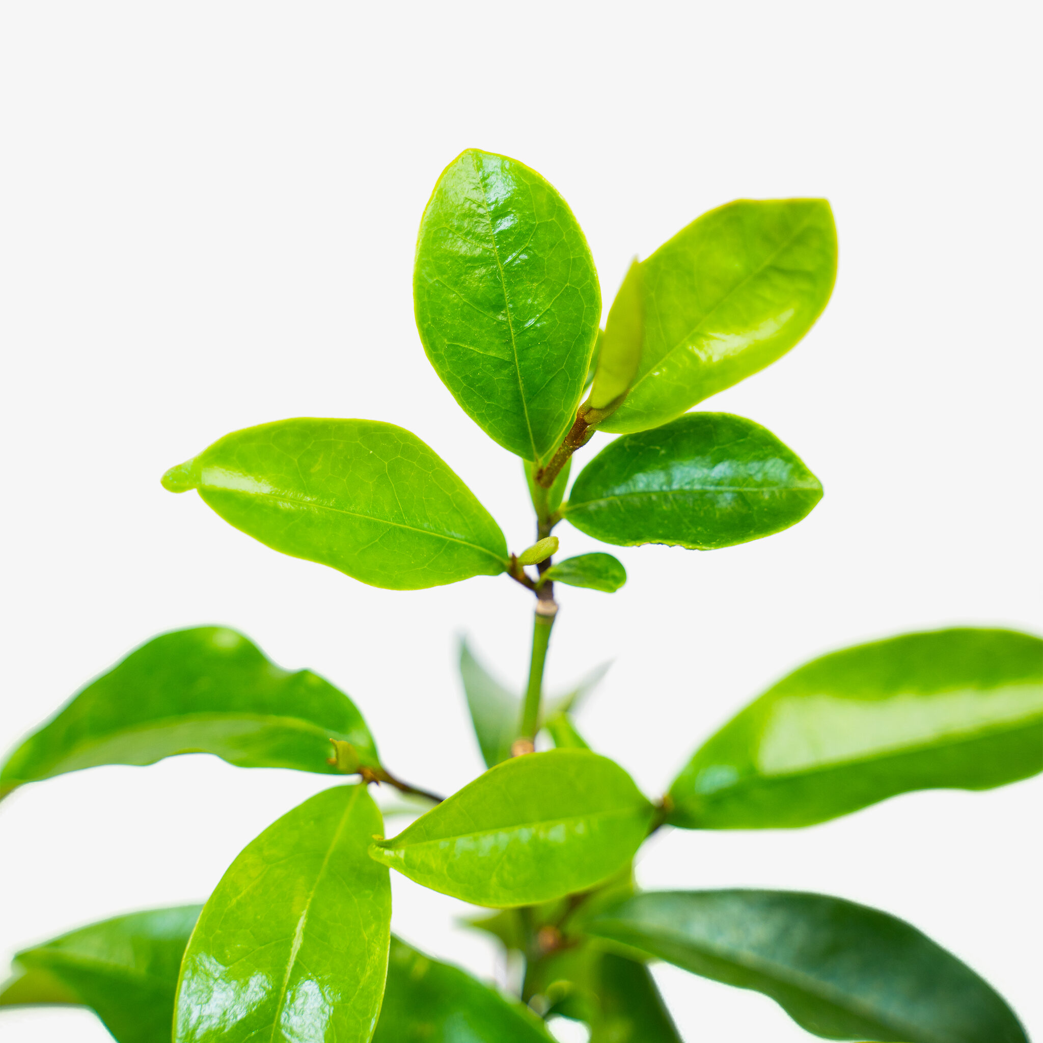 Stellar Ruby Magnolia For Sale Online | The Tree Center