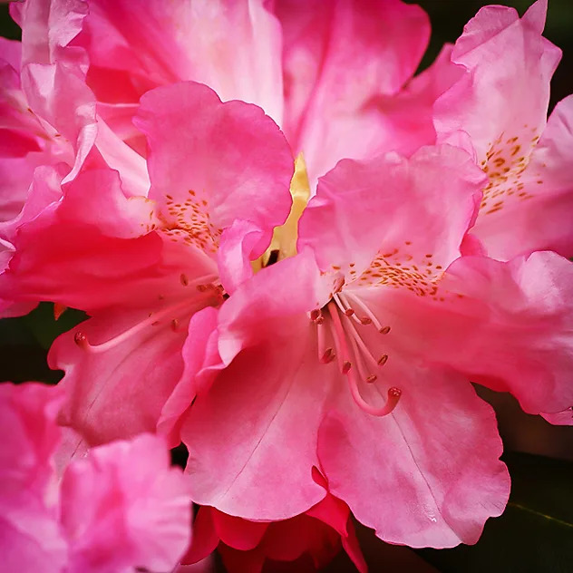 Yaku Prince Rhododendron For Sale | The Tree Center