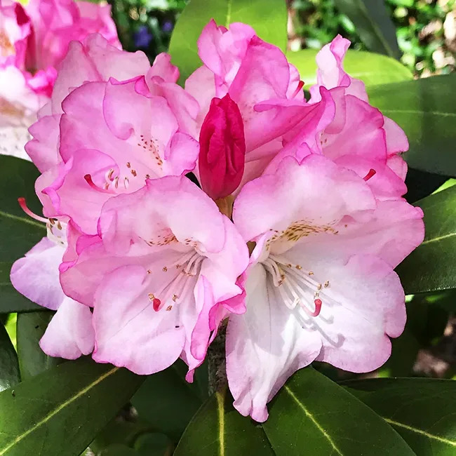 Yaku Prince Rhododendron For Sale | The Tree Center