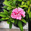 Yaku Prince Rhododendron For Sale | The Tree Center