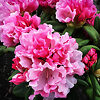 Yaku Prince Rhododendron For Sale | The Tree Center