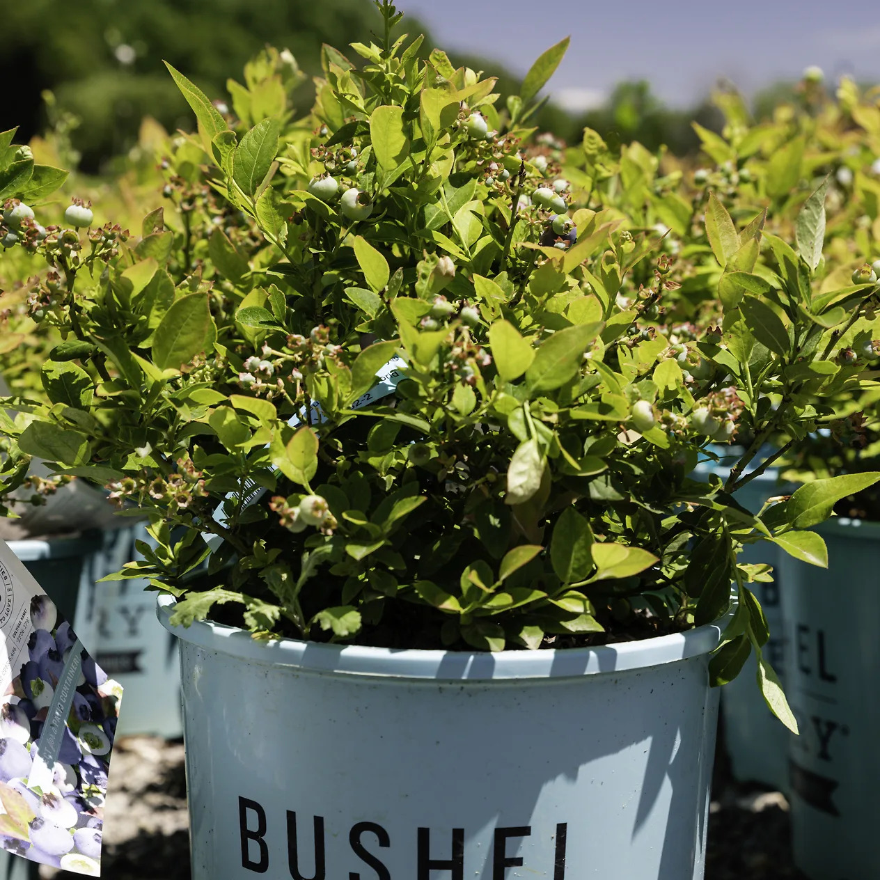 Bushel & Berry®Southern Bluebelle Blueberry Bushes For Sale | The Tree ...