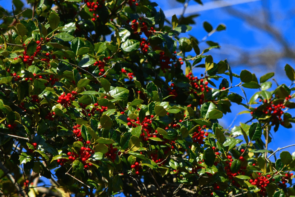 American Holly Guide | The Tree Center