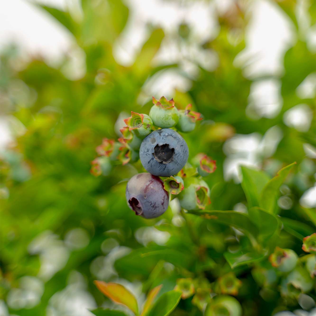 Bushel & Berry®Pink Icing Blueberry Bushes For Sale | The Tree Center