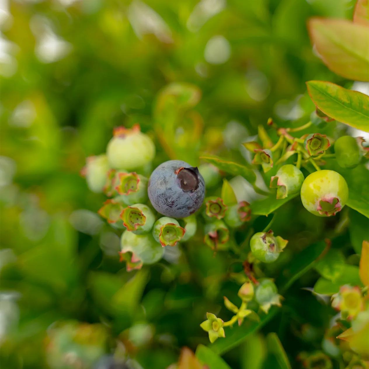 Bushel & Berry®Pink Icing Blueberry Bushes For Sale | The Tree Center