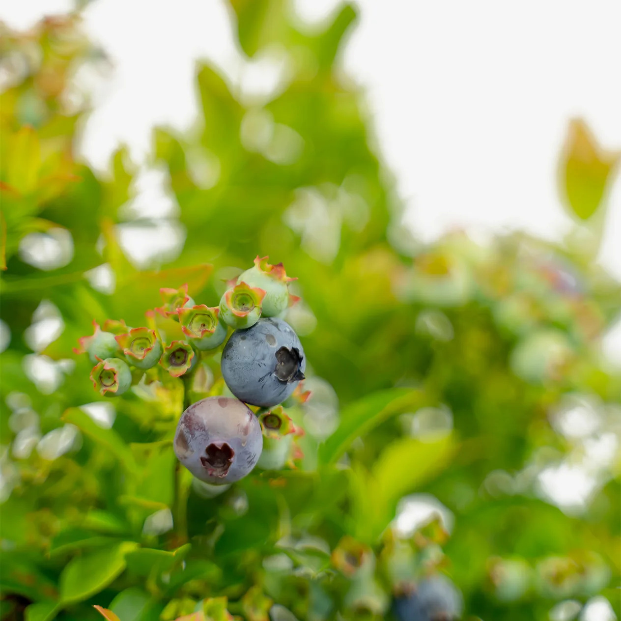 Bushel & Berry®Pink Icing Blueberry Bushes For Sale | The Tree Center
