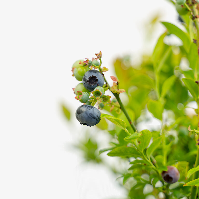 Bushel & Berry®Pink Icing Blueberry Bushes For Sale | The Tree Center