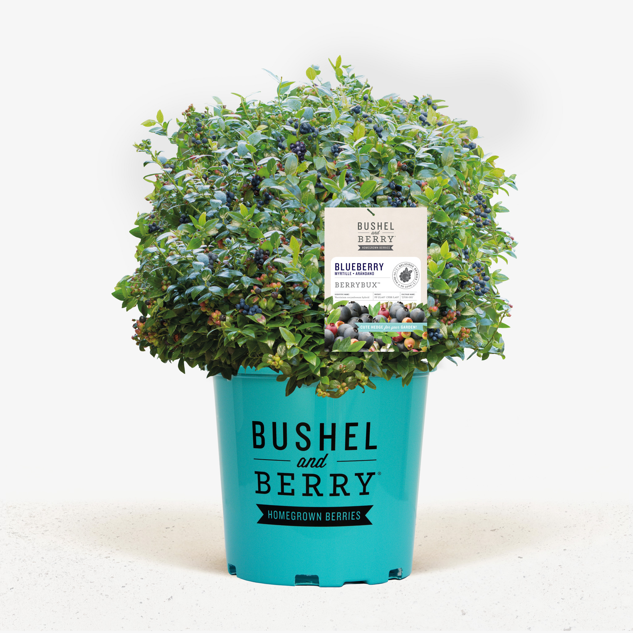 Bushel & Berry®Blueberry Buckle For Sale | The Tree Center