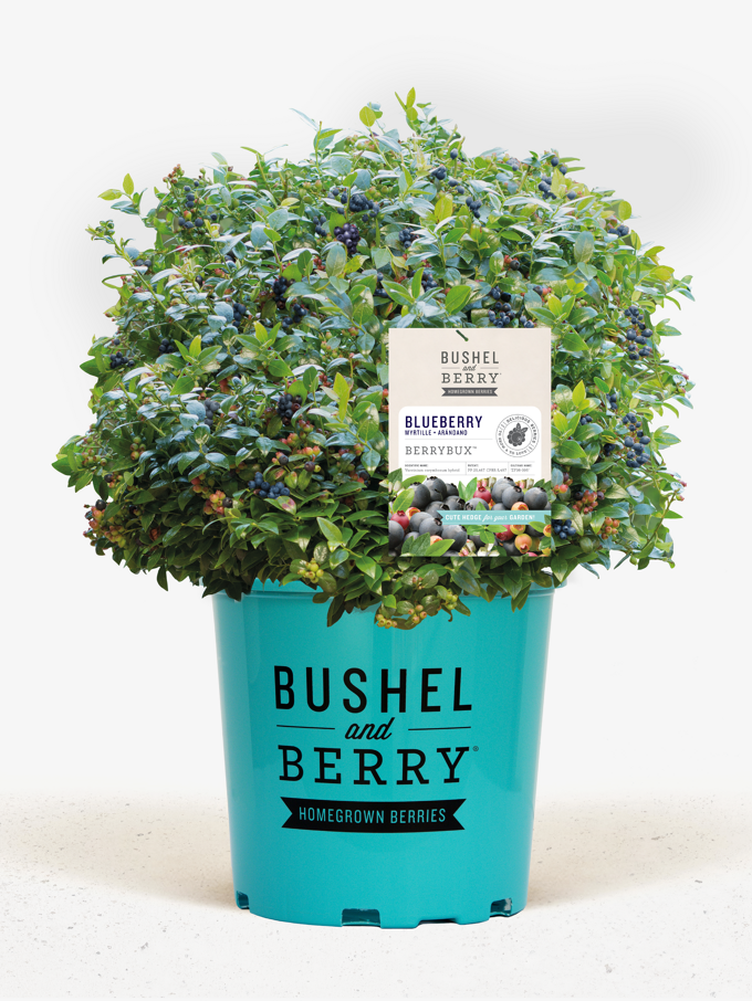 Bluegold Blueberry For Sale Online | The Tree Center