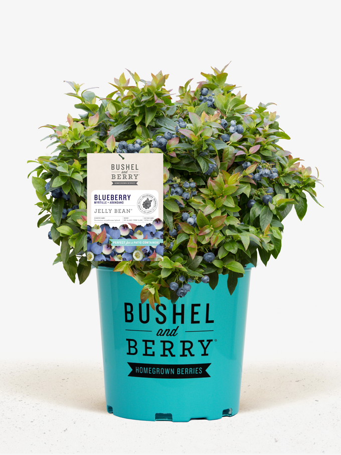 Bushel and Berry® Silver Dollar Blueberry For Sale Online | The Tree Center