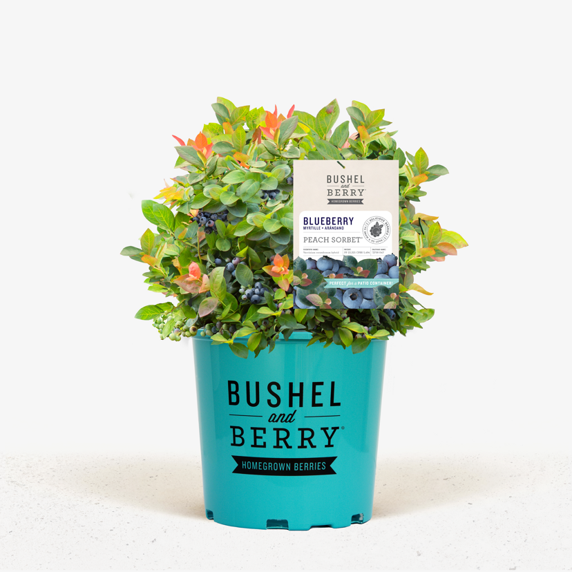 Bushel & Berry®Peach Sorbet Blueberry Bushes For Sale | The Tree Center
