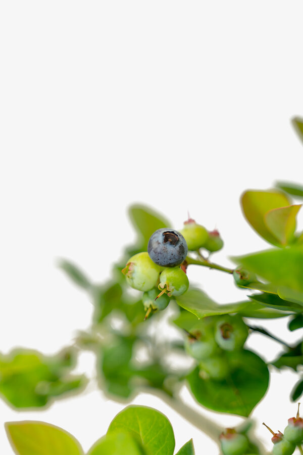 Bushel & Berry®Peach Sorbet Blueberry Bushes For Sale | The Tree Center