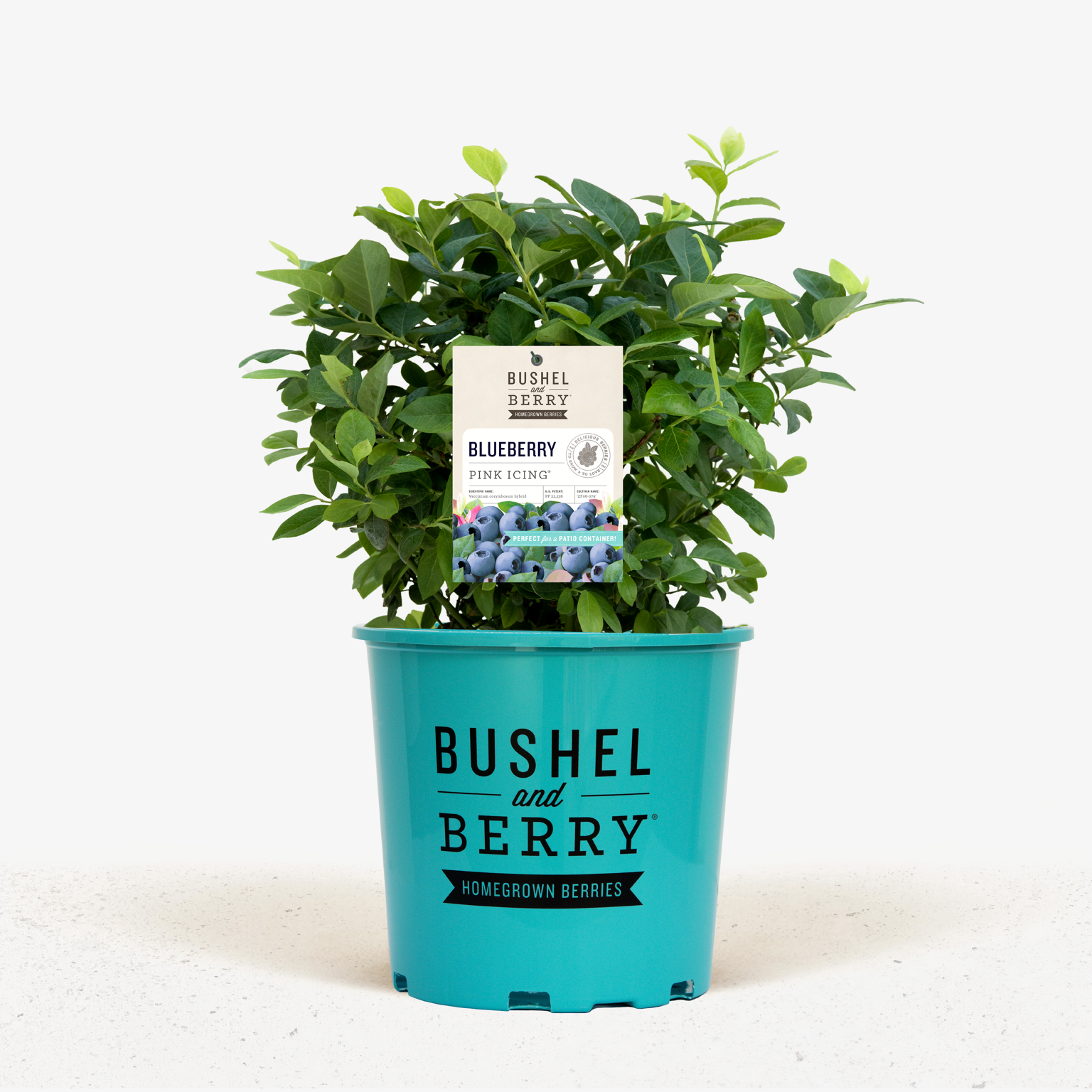 Bushel & Berry®Pink Icing Blueberry Bushes For Sale | The Tree Center