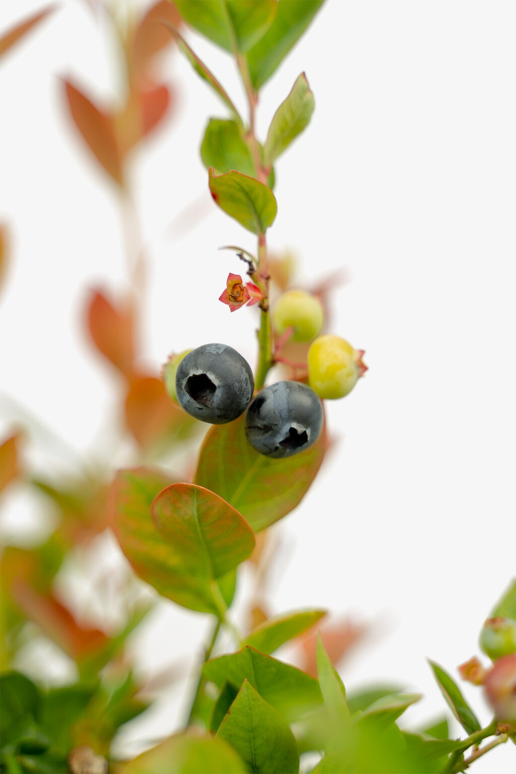 Bushel & Berry®Pink Icing Blueberry Bushes For Sale | The Tree Center