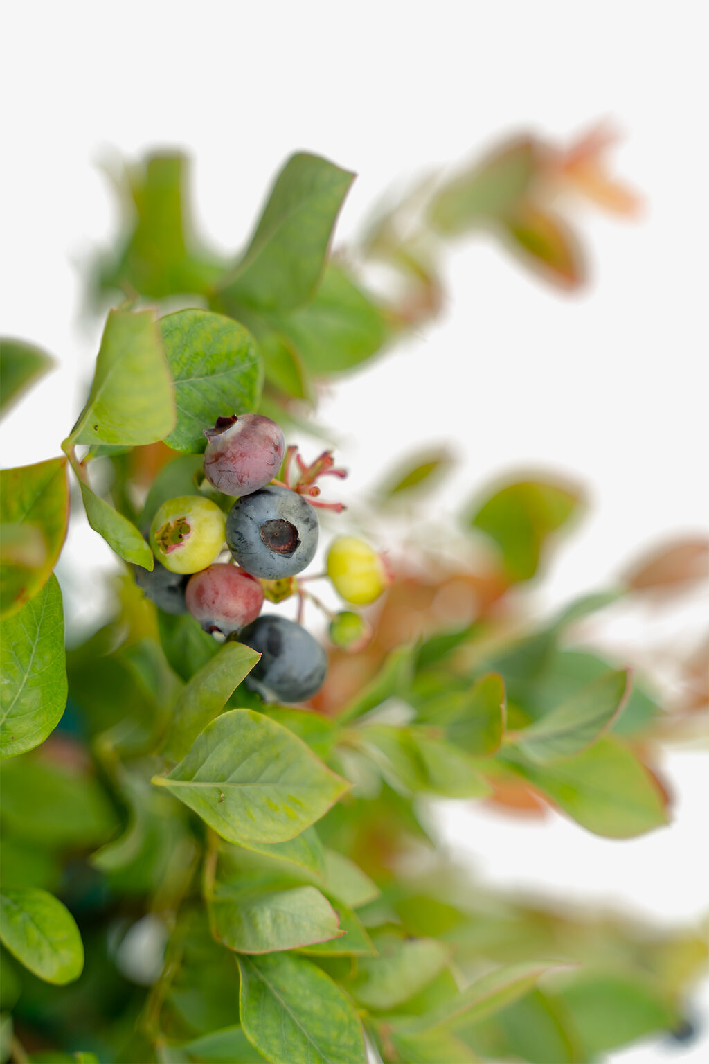 Bushel & Berry®Pink Icing Blueberry Bushes For Sale | The Tree Center