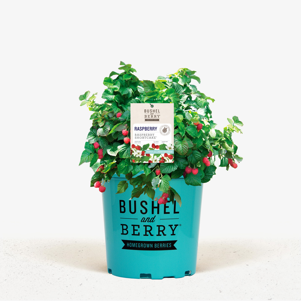 Raspberry Shortcake Raspberry For Sale | The Tree Center