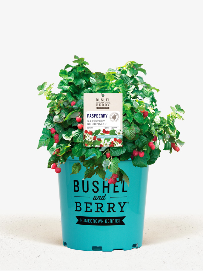 Raspberry Bushes For Sale Online | The Tree Center