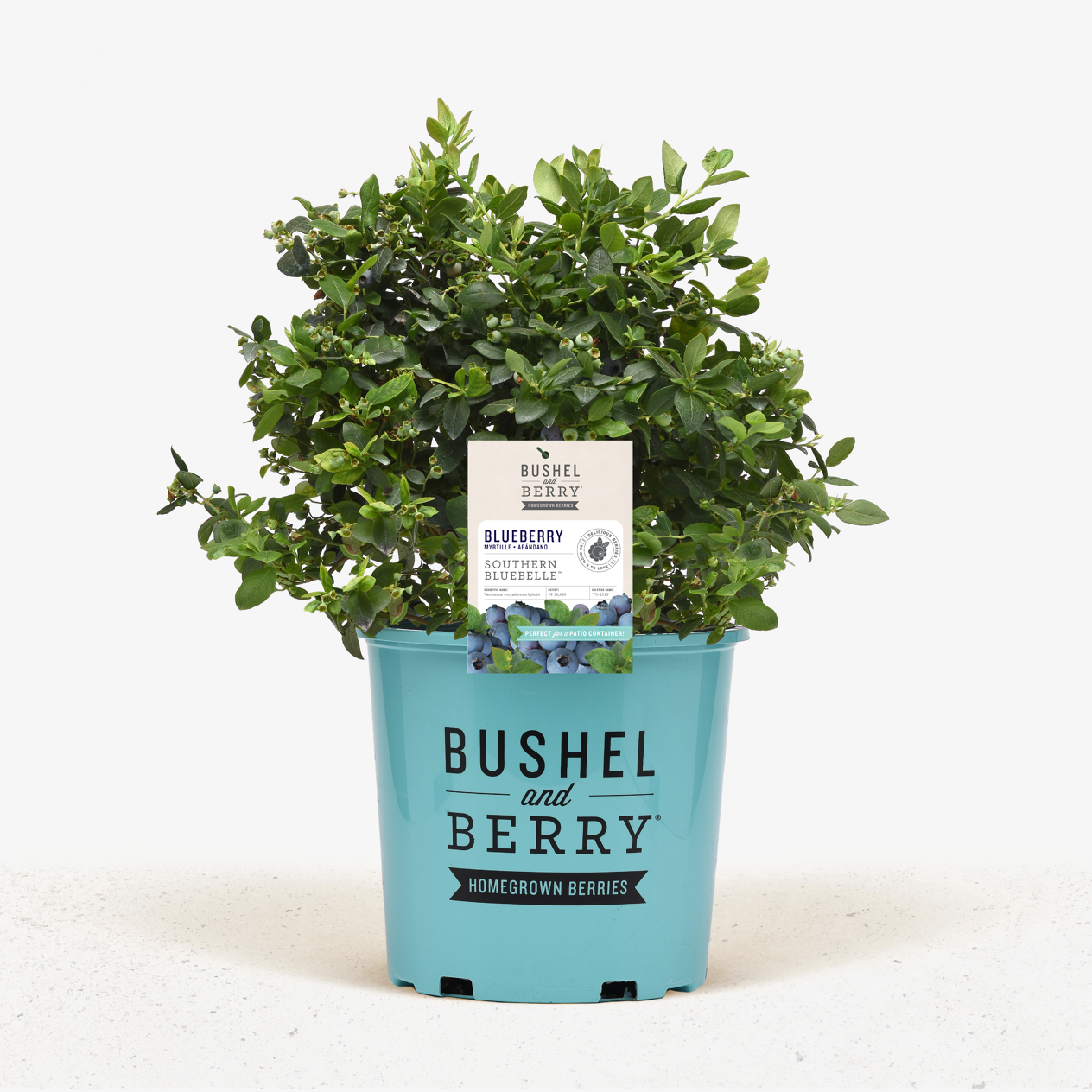 Bushel & Berry®Southern Bluebelle Blueberry Bushes For Sale | The Tree ...