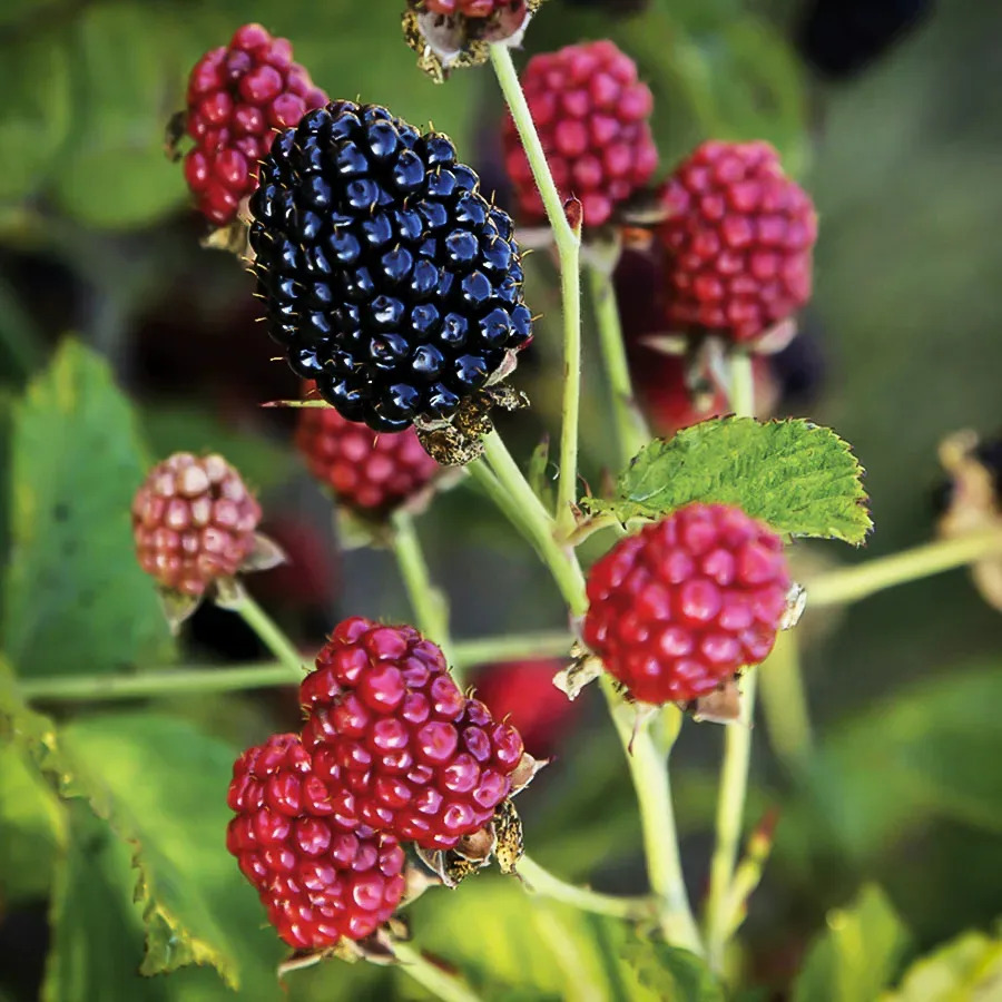 Bushel & Berry® Baby Cakes Blackberry Bushes For Sale | The Tree Center
