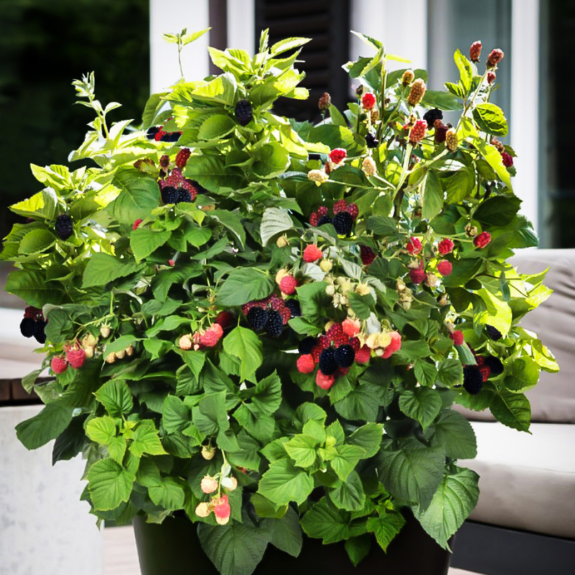 Bushel & Berry® Baby Cakes Blackberry Bushes For Sale | The Tree Center