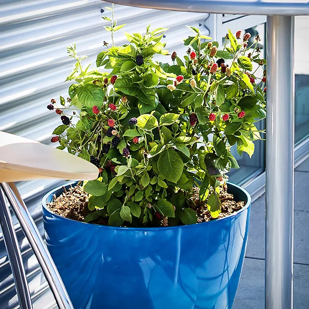 Bushel & Berry® Baby Cakes Blackberry Bushes For Sale | The Tree Center