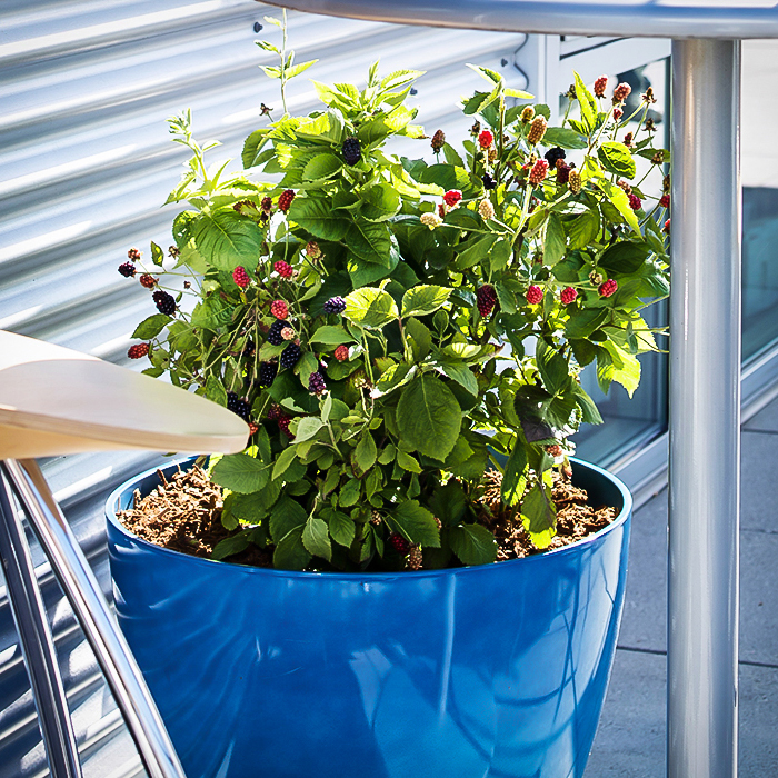 Bushel & Berry® Baby Cakes Blackberry Bushes For Sale | The Tree Center