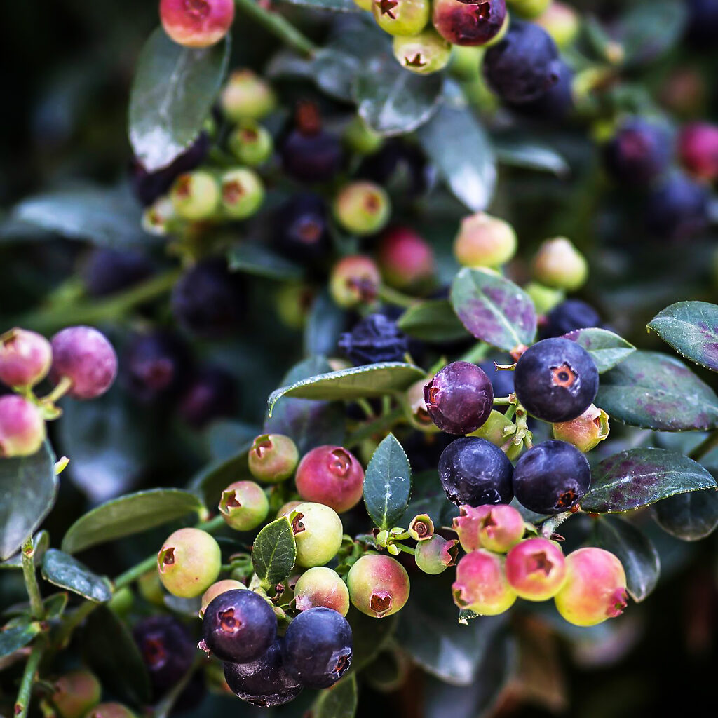 Bushel & Berry®Blueberry Buckle For Sale | The Tree Center