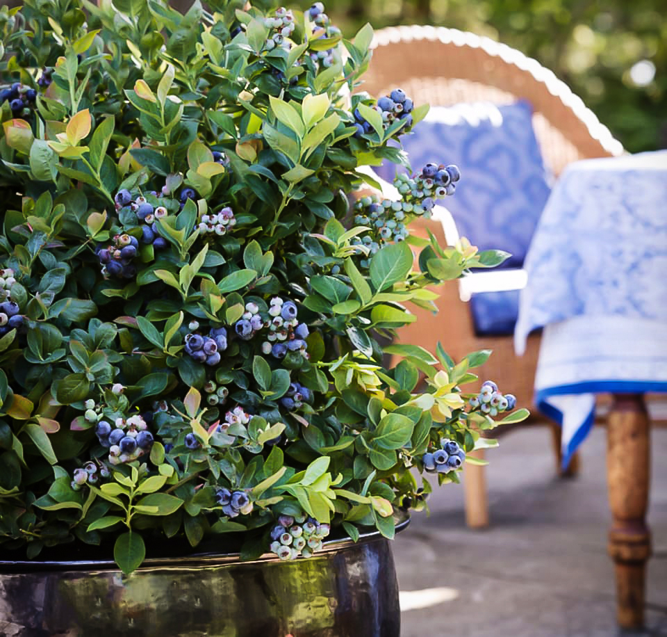 Bushel & Berry®Blueberry Buckle For Sale | The Tree Center