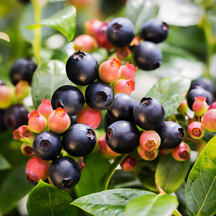 Bushel & Berry®Blueberry Glaze For Sale | The Tree Center