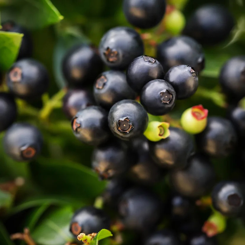 Bushel & Berry®Blueberry Glaze For Sale | The Tree Center