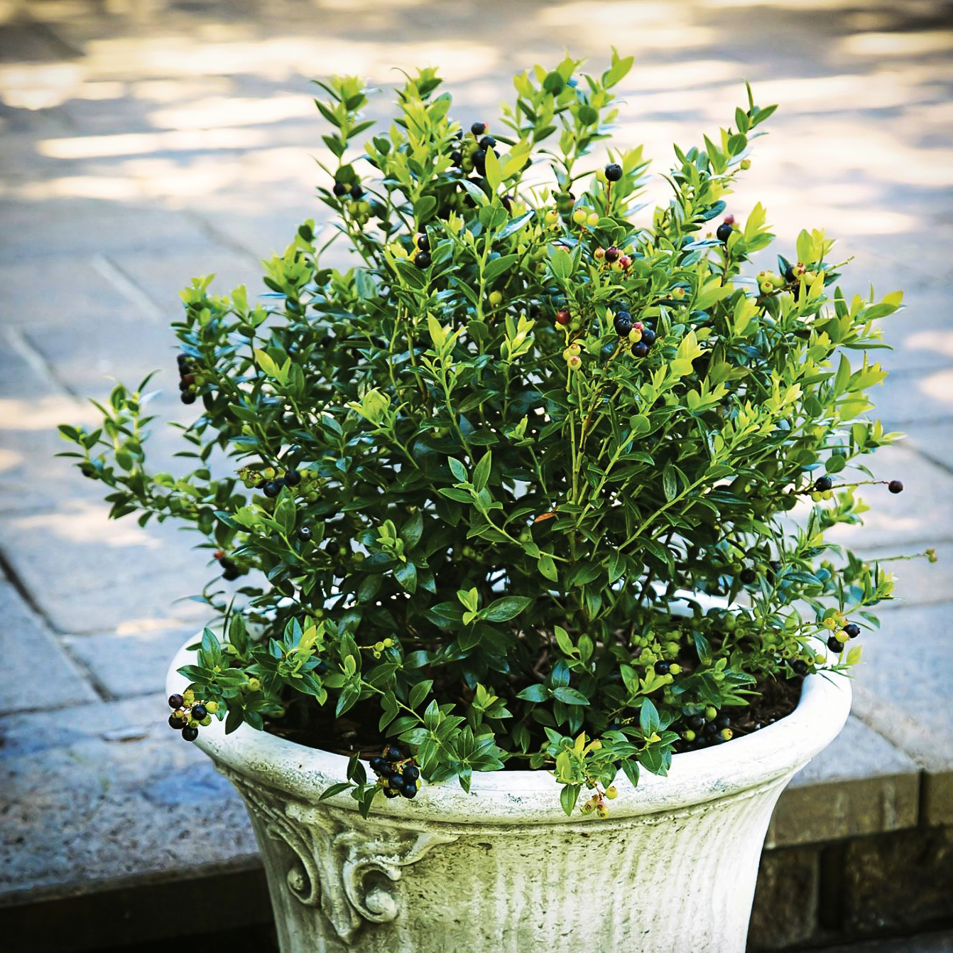 Bushel & Berry®Blueberry Glaze For Sale | The Tree Center