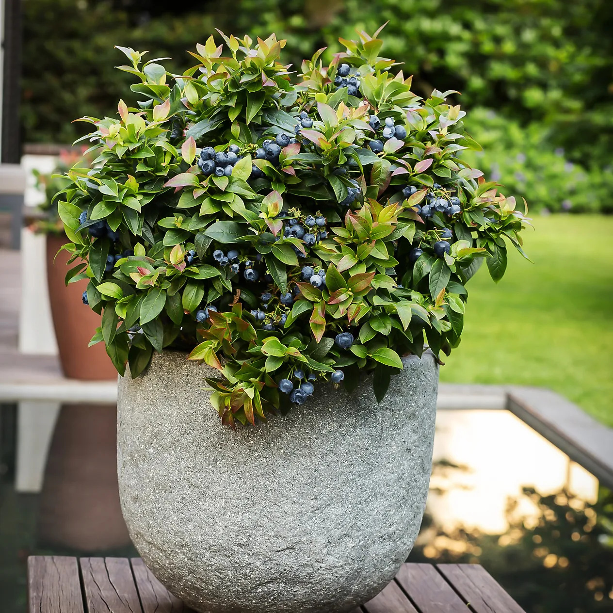 Bushel & Berry®Jelly Bean Blueberry Bushes For Sale | The Tree Center