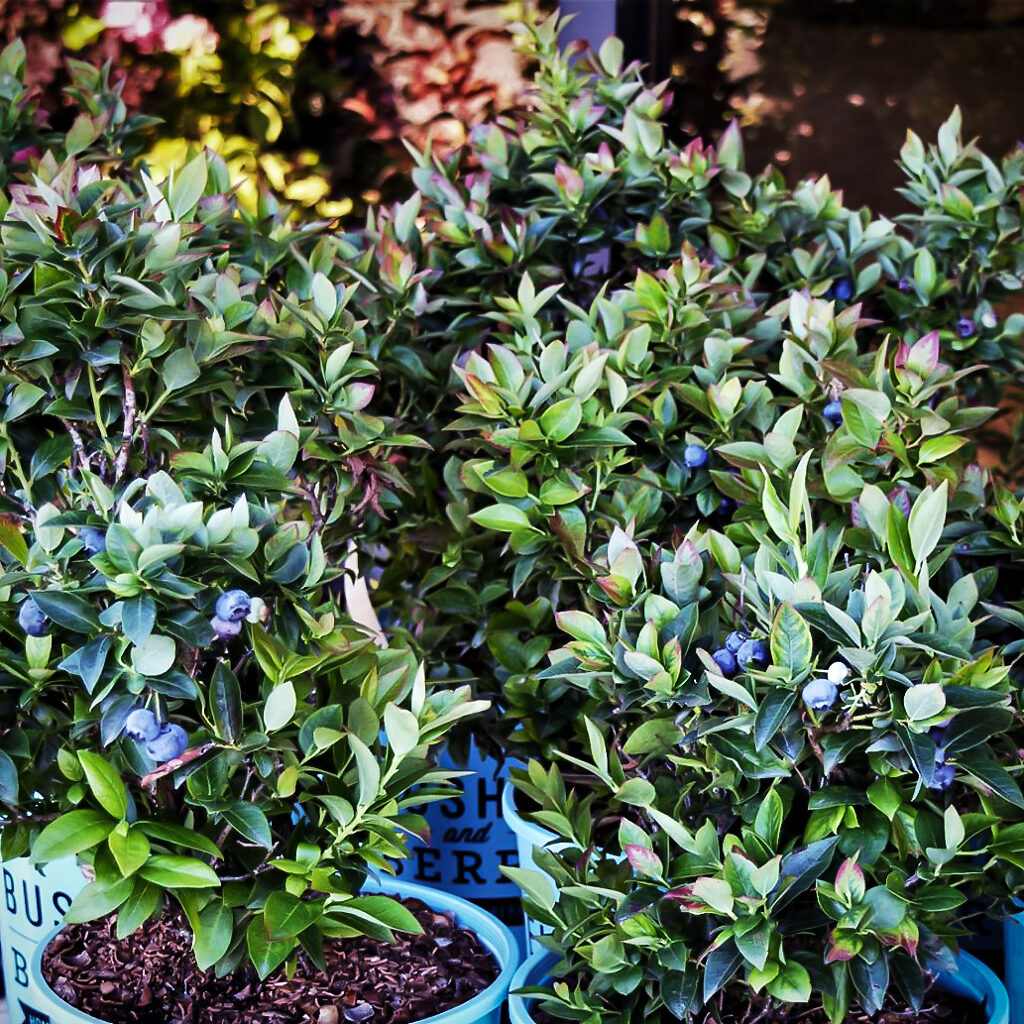 Bushel & Berry®Jelly Bean Blueberry Bushes For Sale | The Tree Center