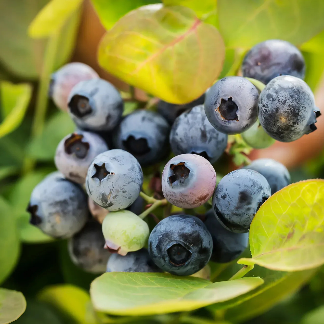 Bushel & Berry®Peach Sorbet Blueberry Bushes For Sale | The Tree Center