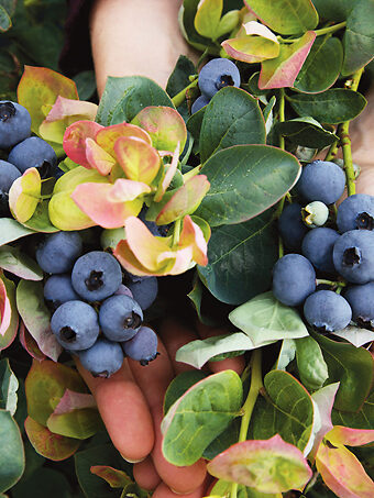Brightwell Blueberry Bushes For Sale Online | The Tree Center