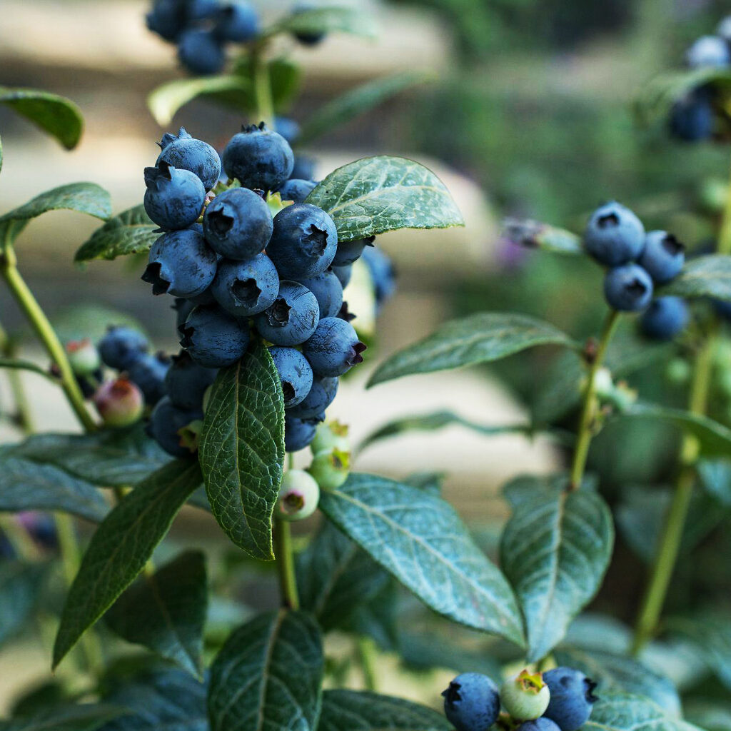 Bushel & Berry®Perpetua Blueberry Bushes For Sale | The Tree Center