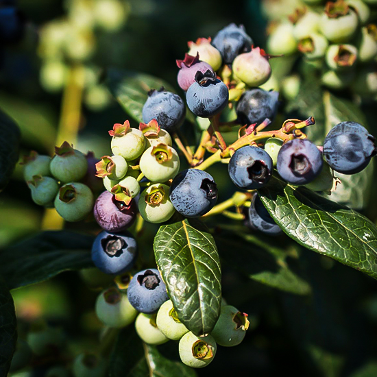 Bushel & Berry®Perpetua Blueberry Bushes For Sale | The Tree Center