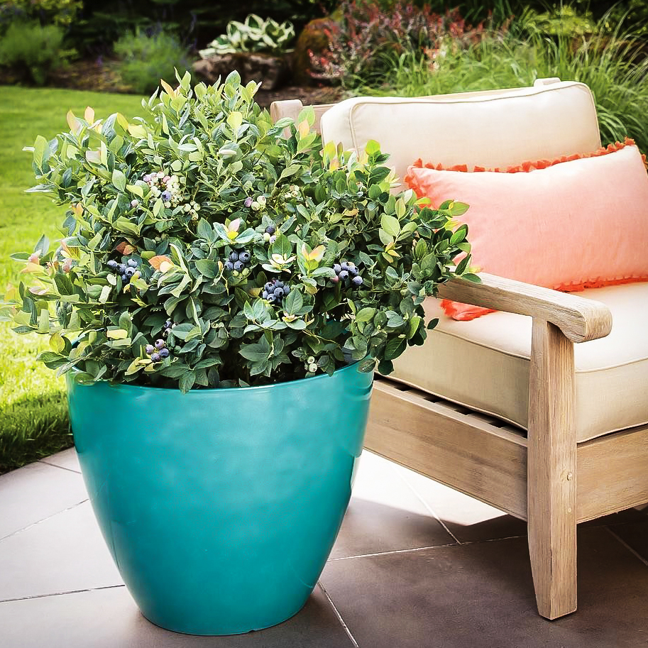 Bushel & Berry®Pink Icing Blueberry Bushes For Sale | The Tree Center