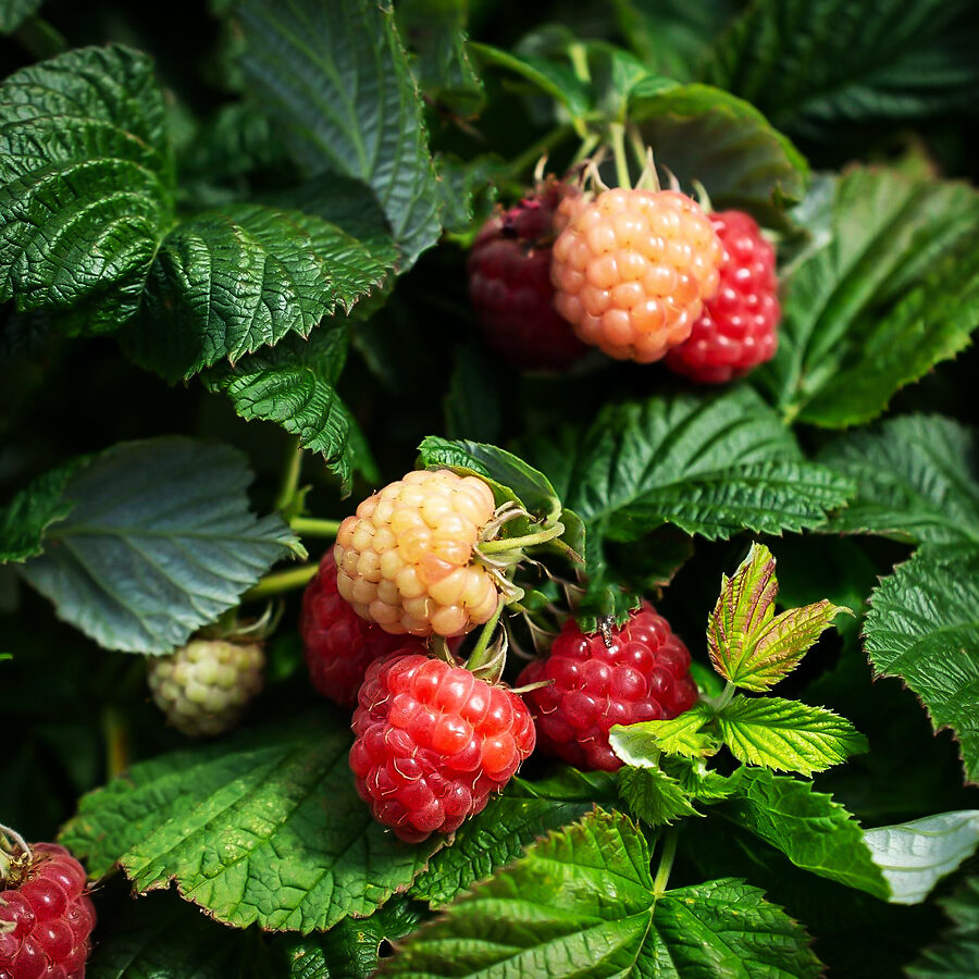 Bushel & Berry®Raspberry Shortcake Bushes For Sale | The Tree Center