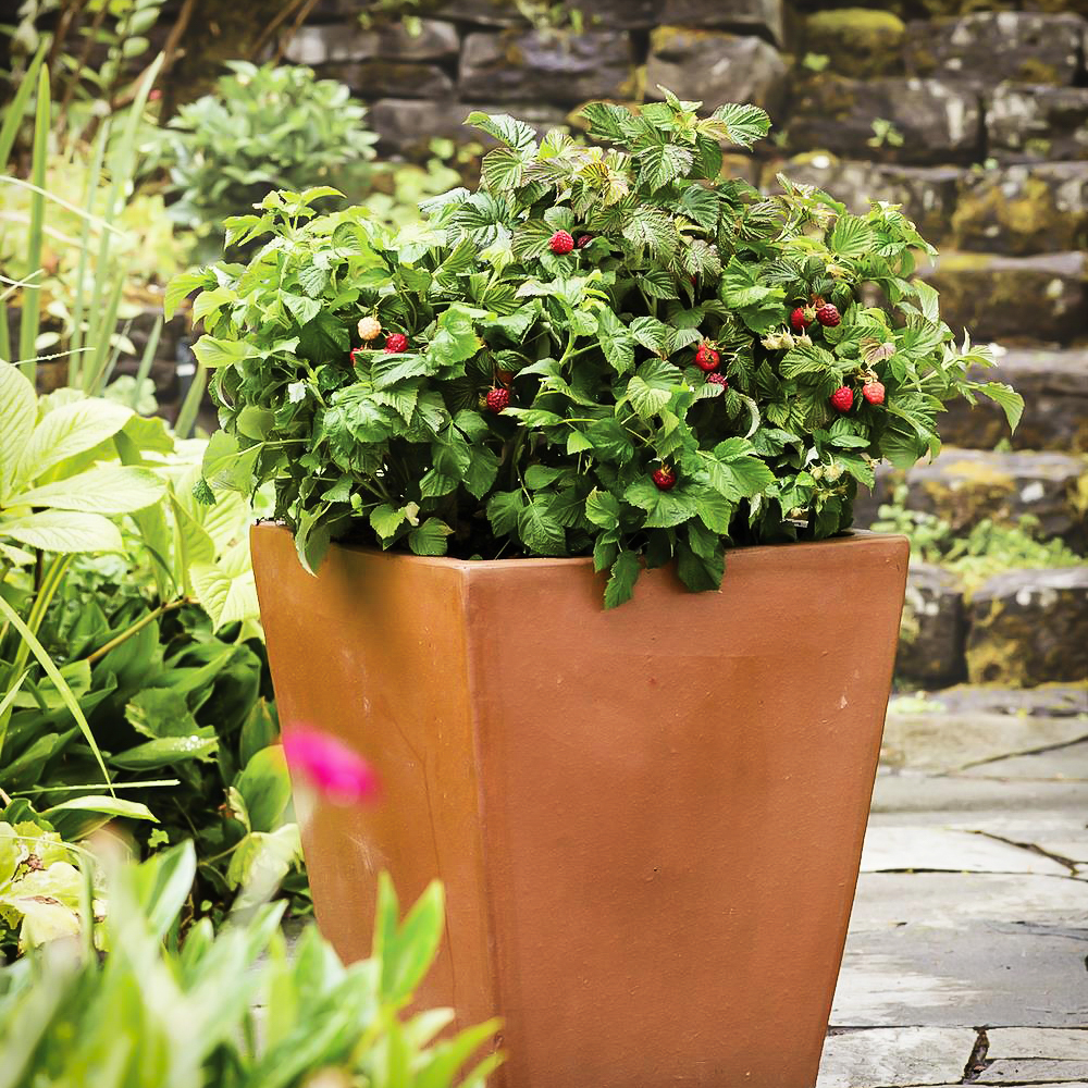 Bushel & Berry®Raspberry Shortcake Bushes For Sale | The Tree Center