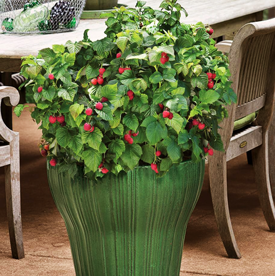 Bushel & Berry®Raspberry Shortcake Bushes For Sale | The Tree Center