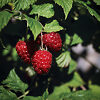 Raspberry Shortcake Raspberry For Sale | The Tree Center