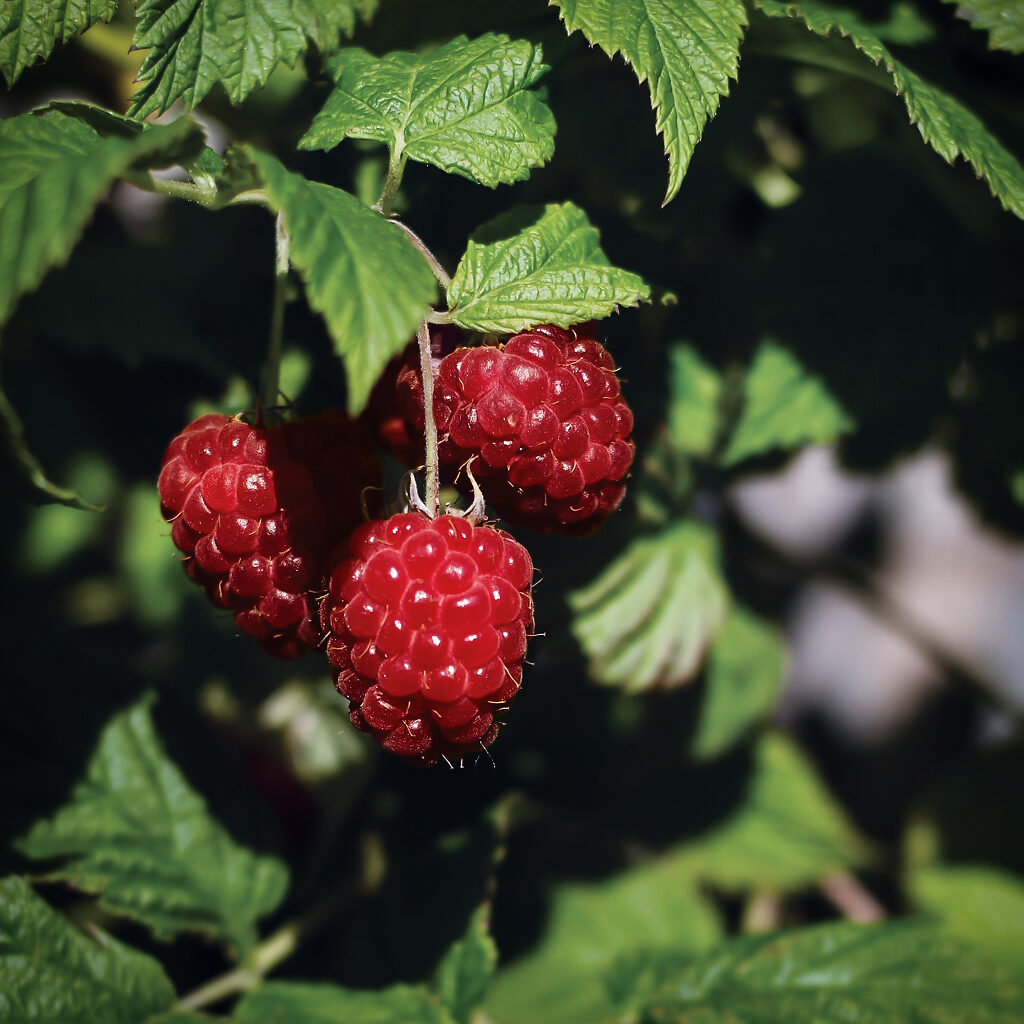 Raspberry Shortcake Raspberry For Sale | The Tree Center