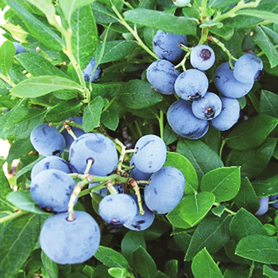 Bushel & Berry®Southern Bluebelle Blueberry Bushes For Sale | The Tree ...
