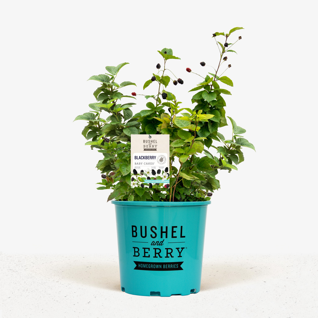 Bushel & Berry® Baby Cakes Blackberry Bushes For Sale | The Tree Center
