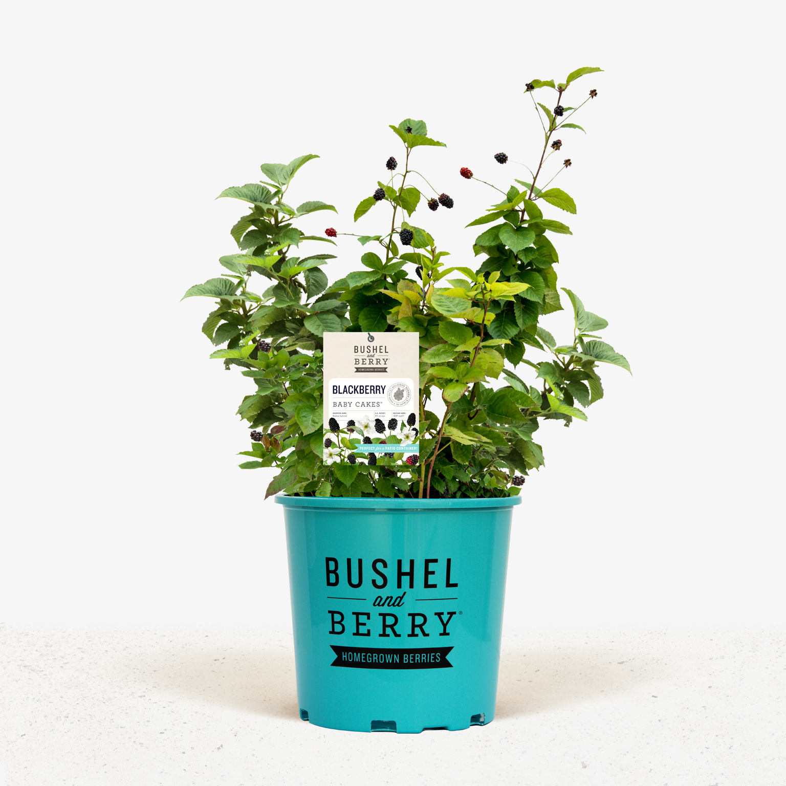 Bushel & Berry® Baby Cakes Blackberry Bushes For Sale | The Tree Center